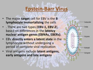 Herpes virus infections copy | PPTX