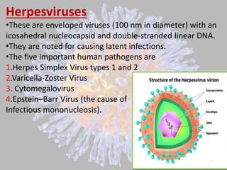 Herpes virus infections copy | PPT
