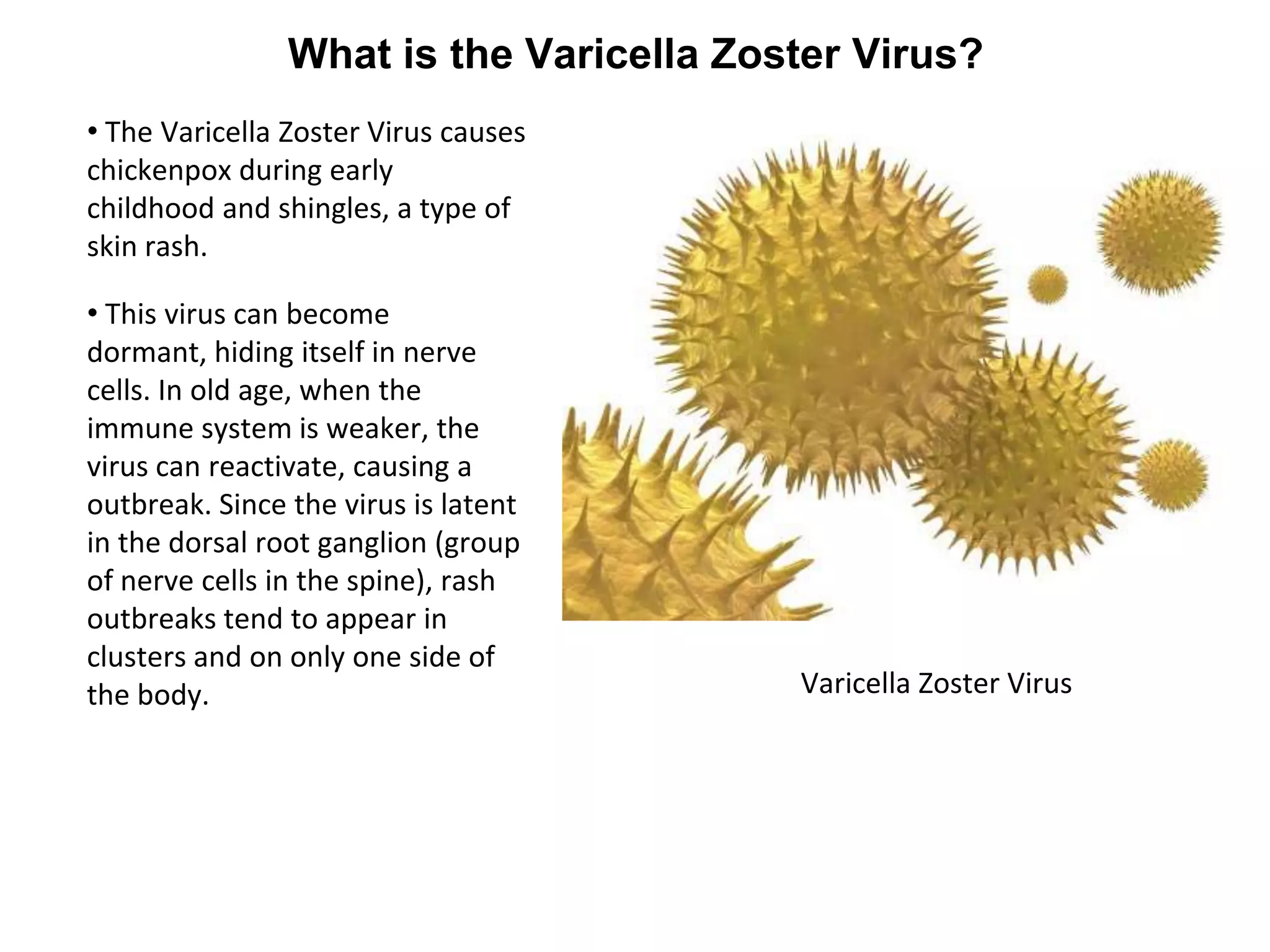 Herpesvirus Pathogen Presentation | PPTX