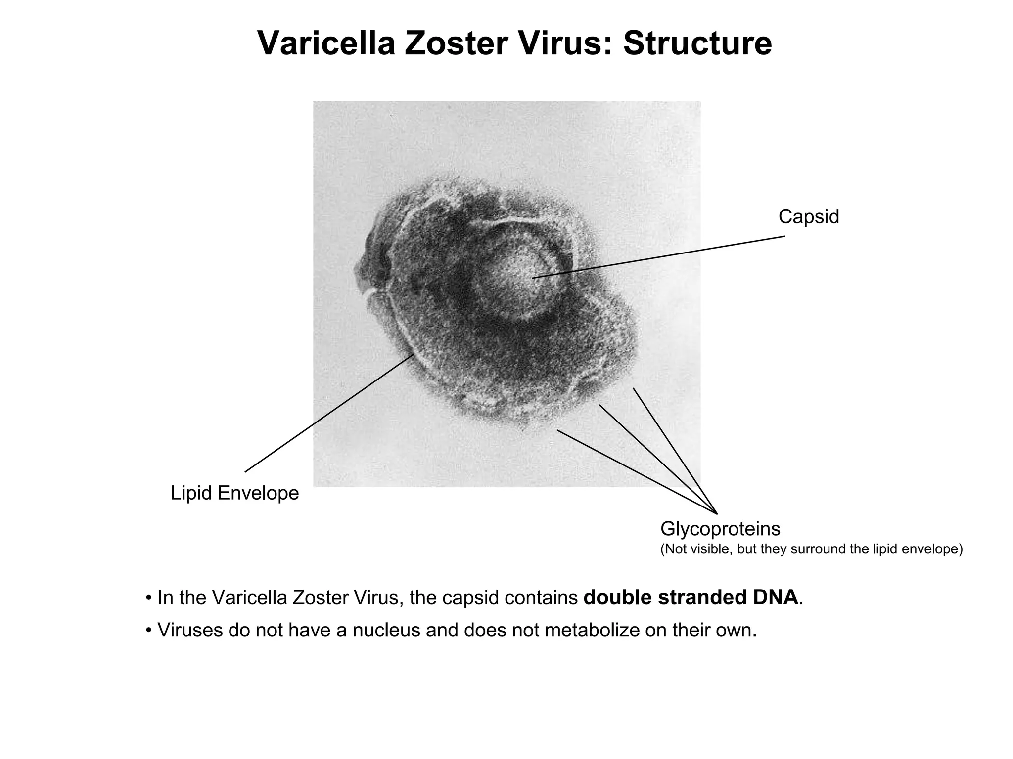 Herpesvirus Pathogen Presentation | PPTX