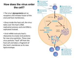 Herpesvirus Pathogen Presentation | PPT