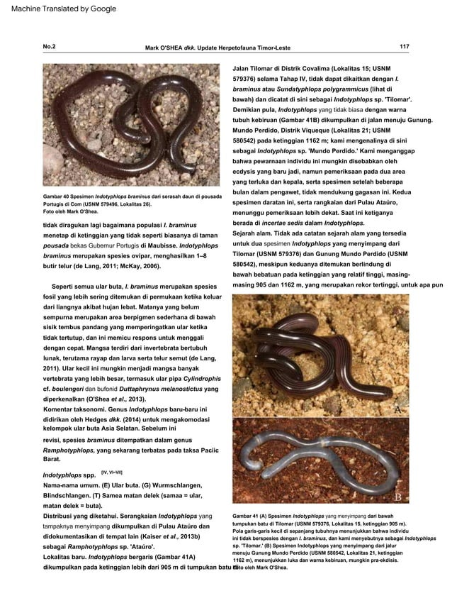 Herpetological_Diversity_of_Timor_Leste (1).pdf