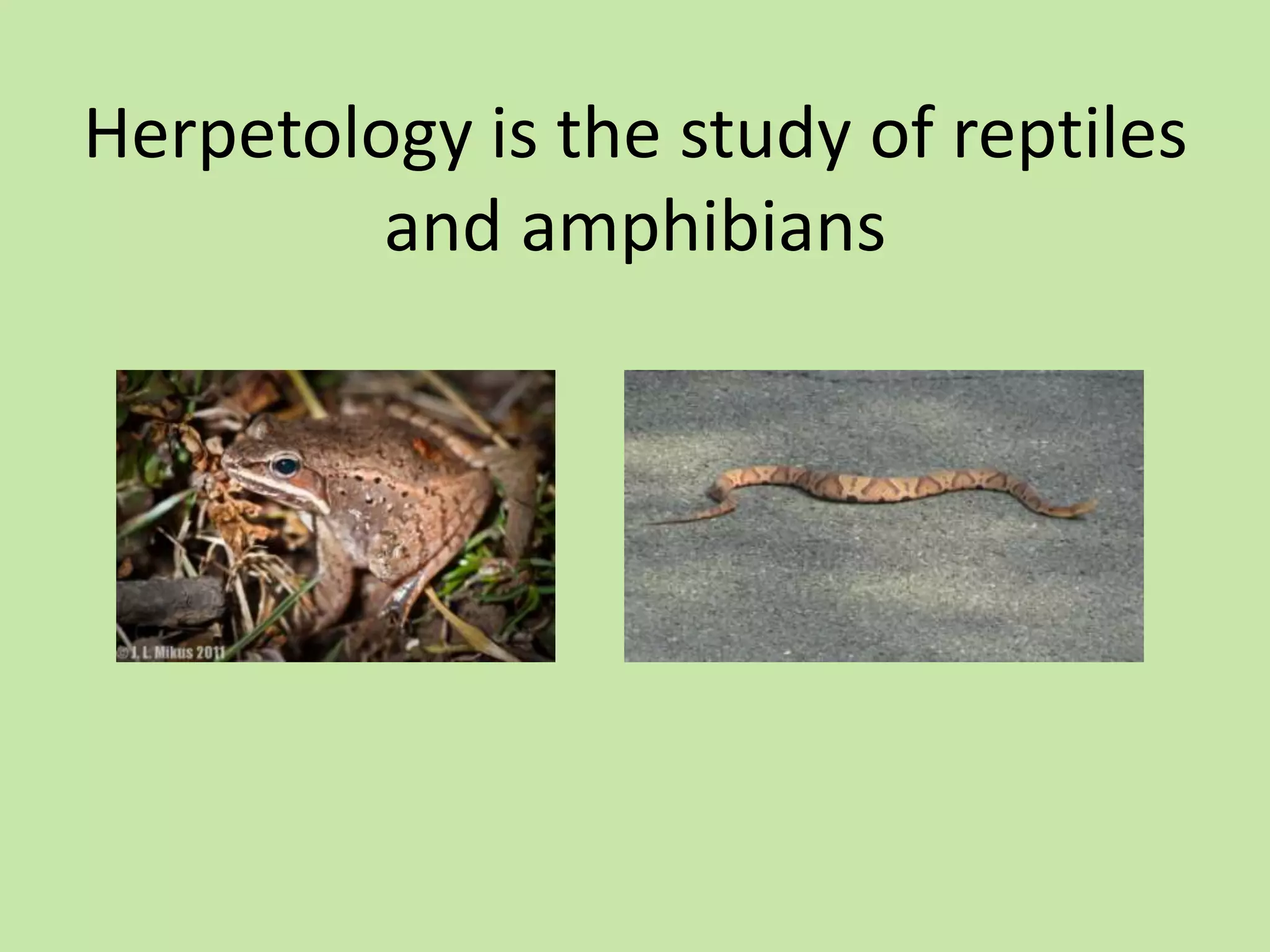 Herpetology | PPTX