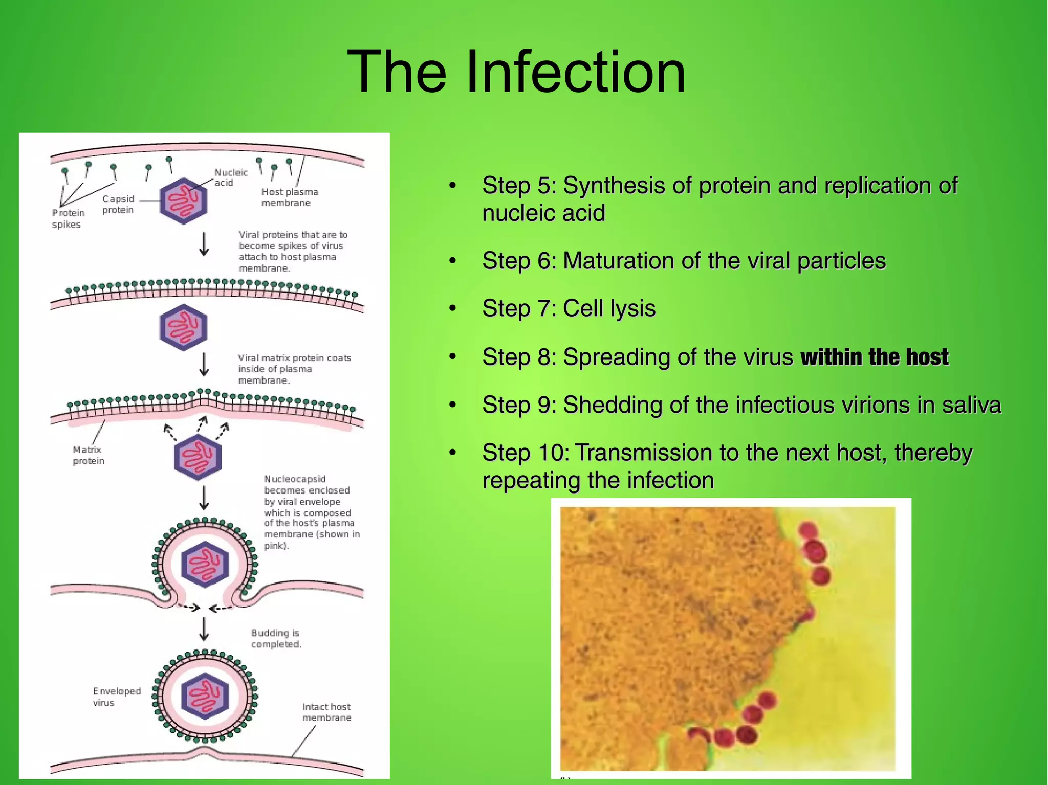 Herpes Simplex RC | ODP | Infectious Diseases | Diseases and Conditions