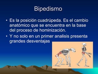Herrer Katherine Procesodehumanizacion | PPT