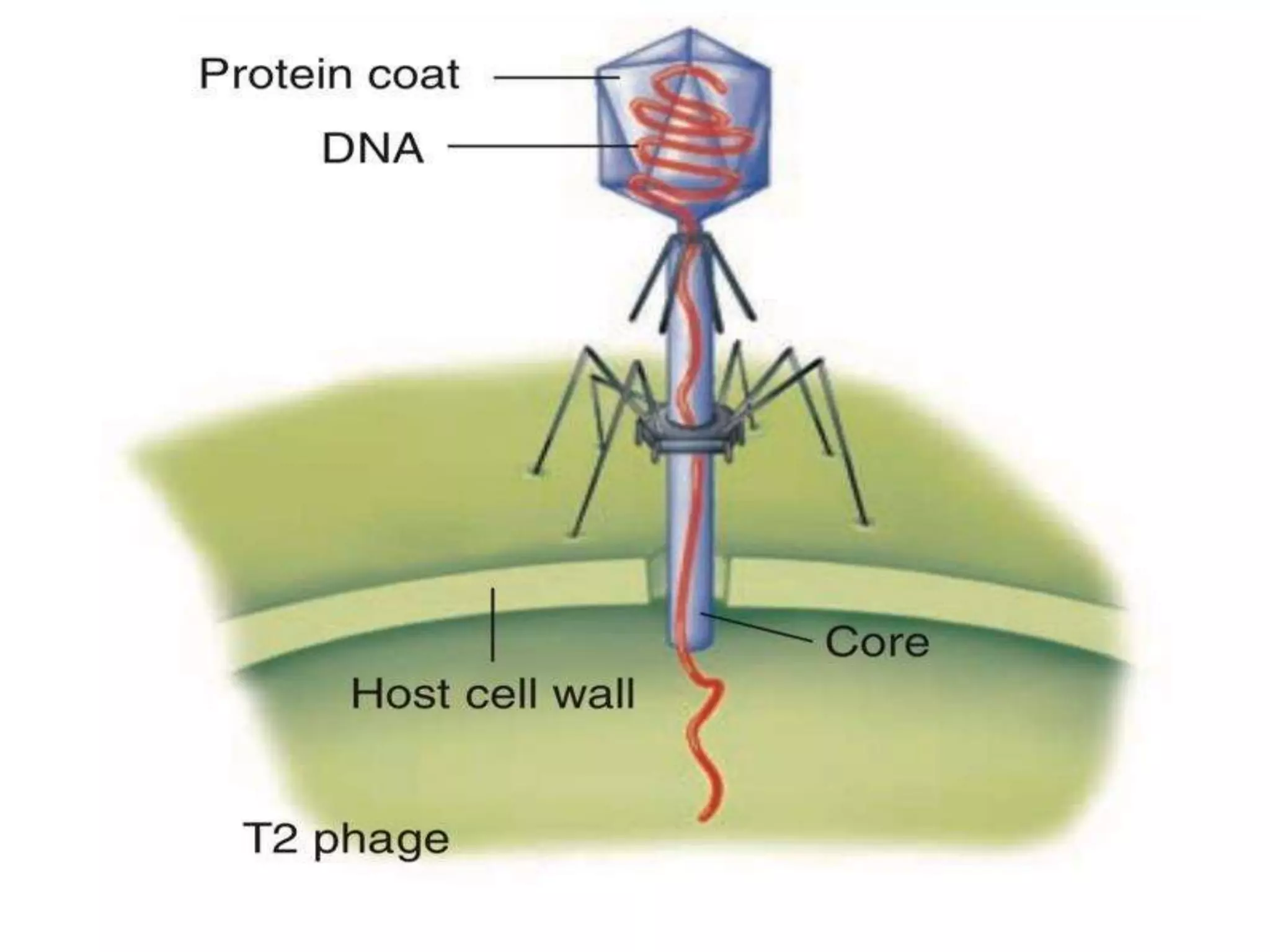 Hershey and chase experiment-the blender experiment | PPTX