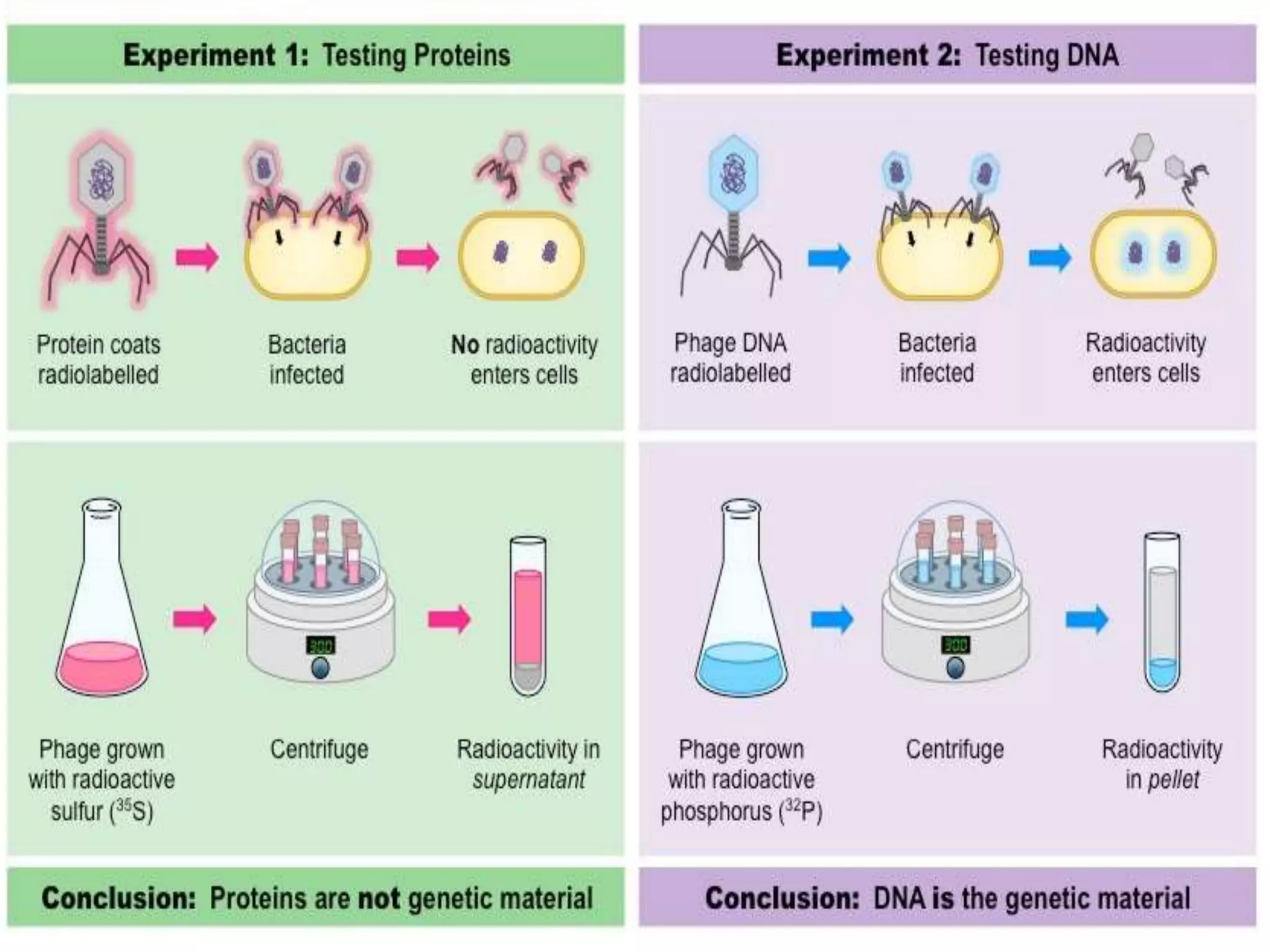 Hershey and chase experiment-the blender experiment | PPTX