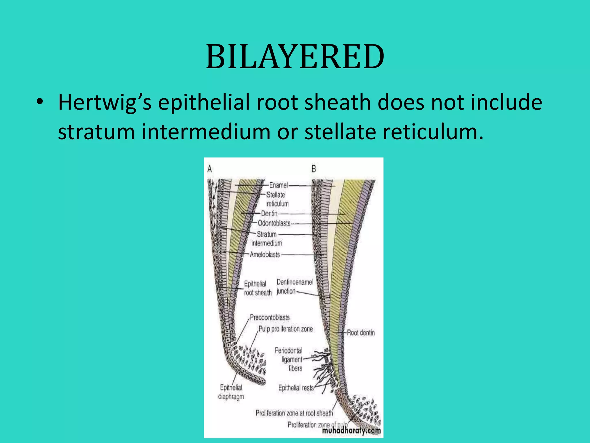HERTWIG’S EPITHELIAL ROOTH SHEATH | PPTX