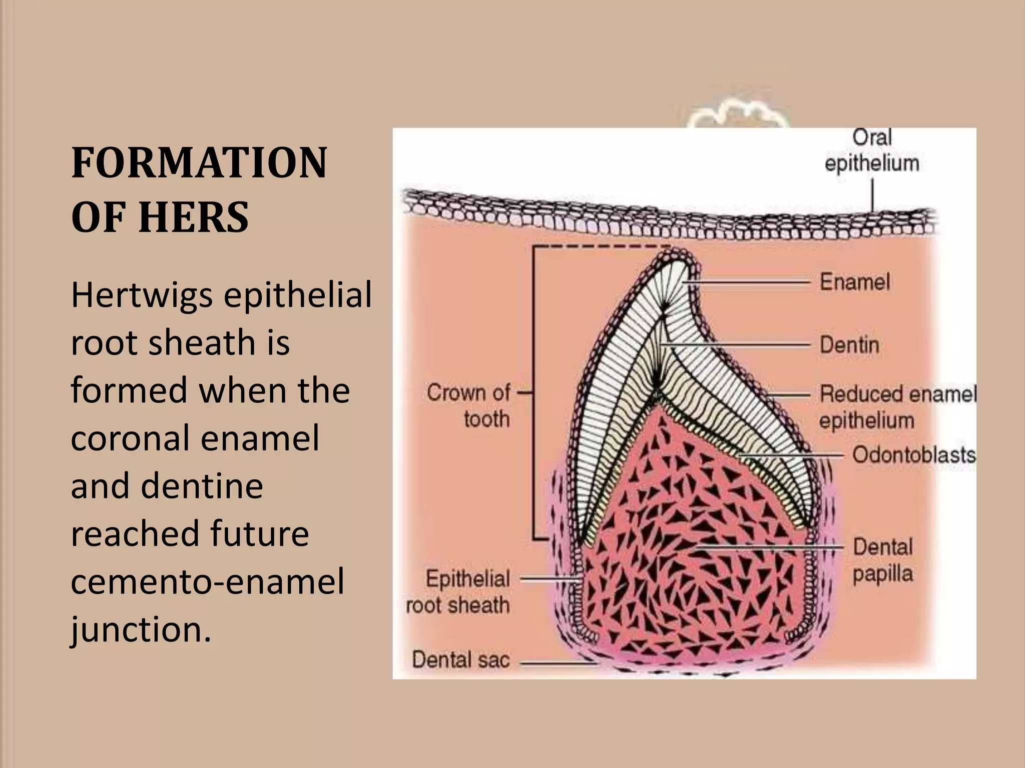 HERTWIG’S EPITHELIAL ROOTH SHEATH | PPTX