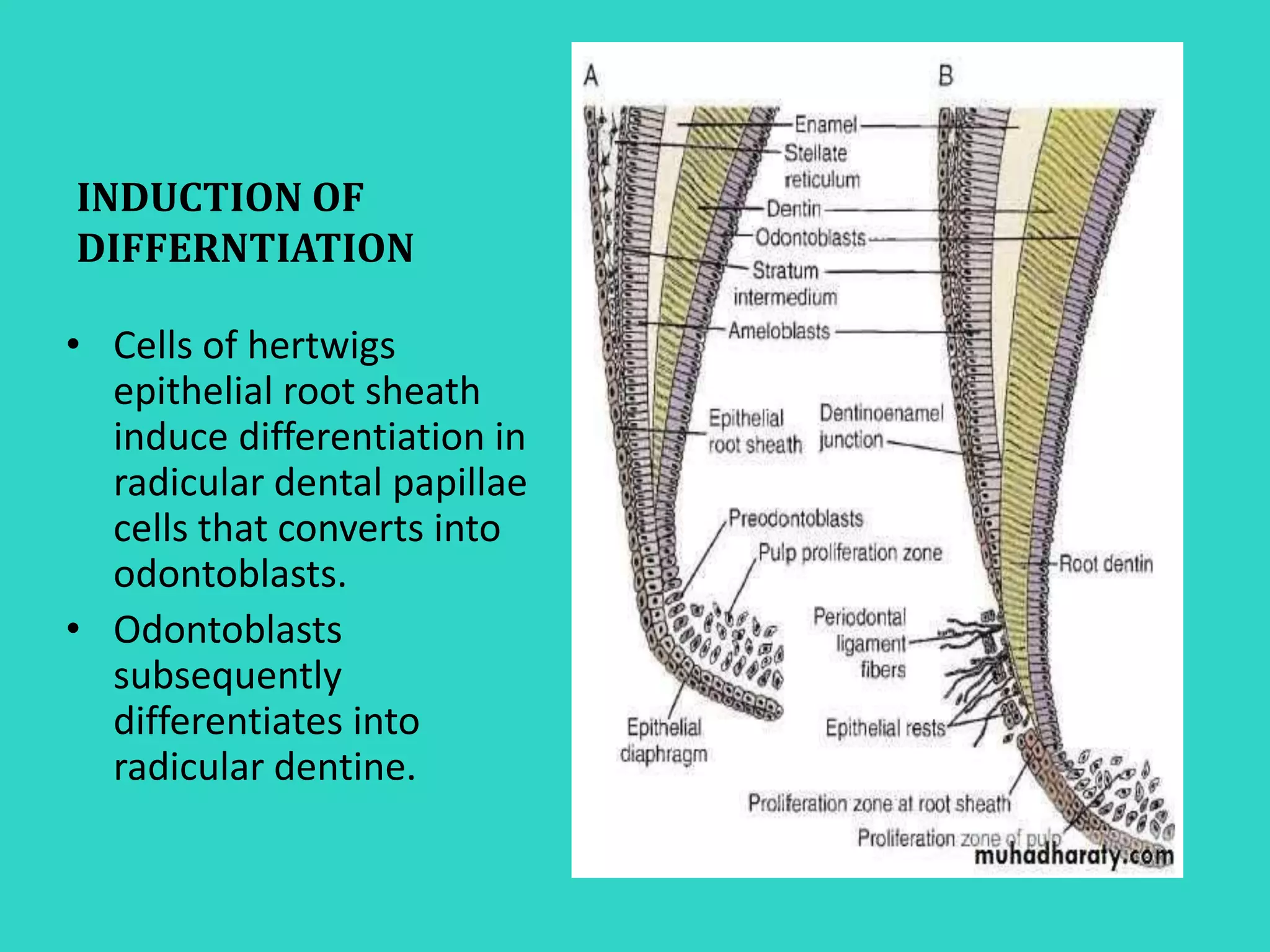 HERTWIG’S EPITHELIAL ROOTH SHEATH | PPTX