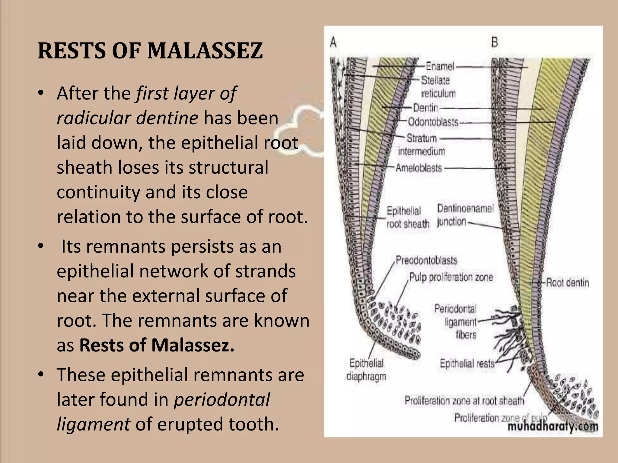 HERTWIG’S EPITHELIAL ROOTH SHEATH | PPTX