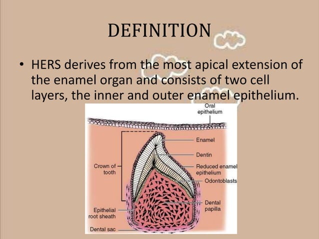 HERTWIG’S EPITHELIAL ROOTH SHEATH | PPTX