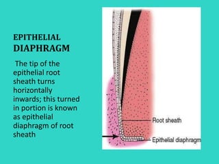 HERTWIG’S EPITHELIAL ROOTH SHEATH | PPTX