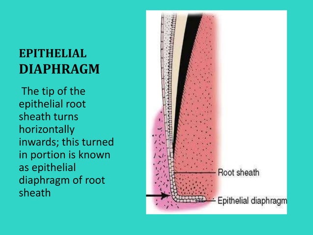 HERTWIG’S EPITHELIAL ROOTH SHEATH | PPTX