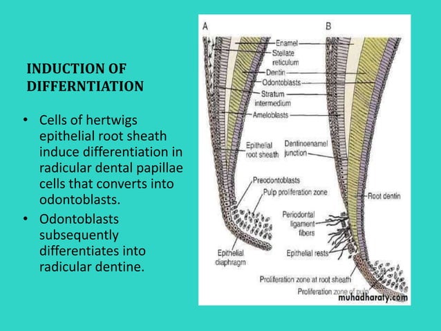 HERTWIG’S EPITHELIAL ROOTH SHEATH | PPTX