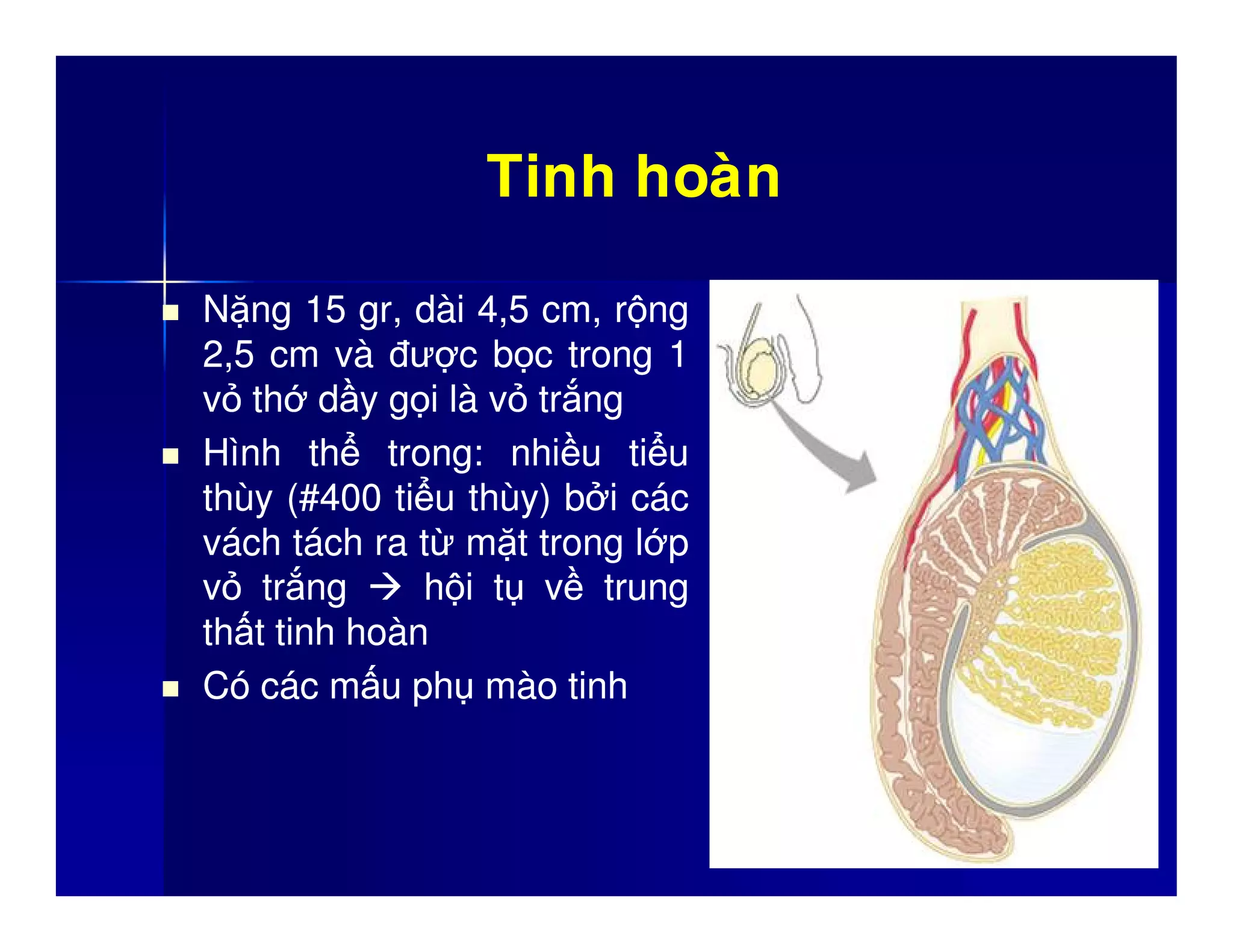 HỆ SINH DỤC NAM | PPT
