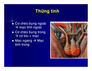HỆ SINH DỤC NAM | PPT