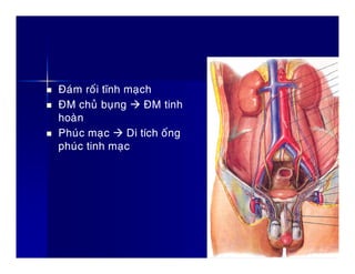 HỆ SINH DỤC NAM | PDF
