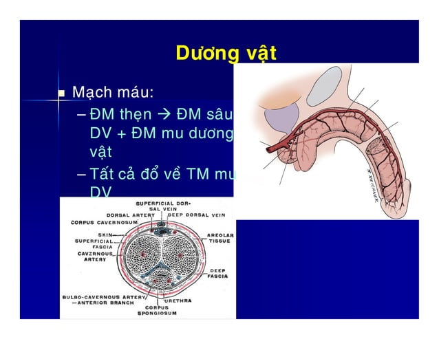 HỆ SINH DỤC NAM | PPT