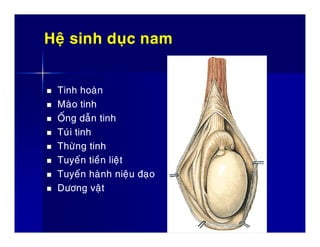 HỆ SINH DỤC NAM | PDF