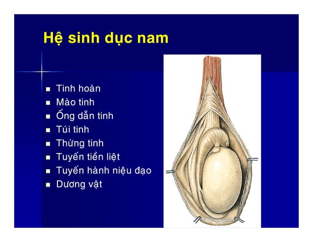 HỆ SINH DỤC NAM | PPT