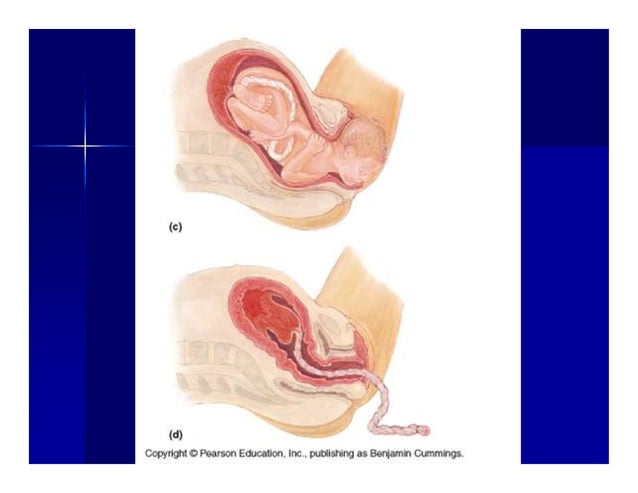 HỆ SINH DỤC NỮ | PPT