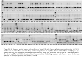 Banana Transposable Elements: The hAT DNA element story PAGXXIII | PPTX
