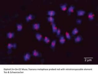 Banana Transposable Elements: The hAT DNA element story PAGXXIII | PPTX