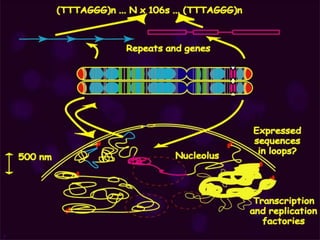 Banana Transposable Elements: The hAT DNA element story PAGXXIII | PPTX