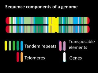 Banana Transposable Elements: The hAT DNA element story PAGXXIII | PPTX