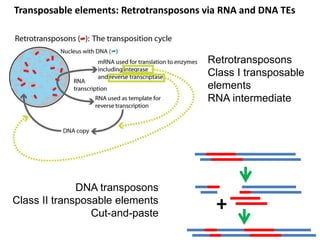 Banana Transposable Elements: The hAT DNA element story PAGXXIII | PPTX