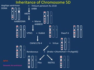 Plant Molecular Cytogenetics - Postgenomics, Chromosomes and ...