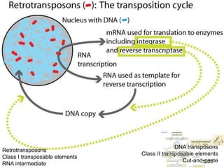 Plant Molecular Cytogenetics - Postgenomics, Chromosomes and ...