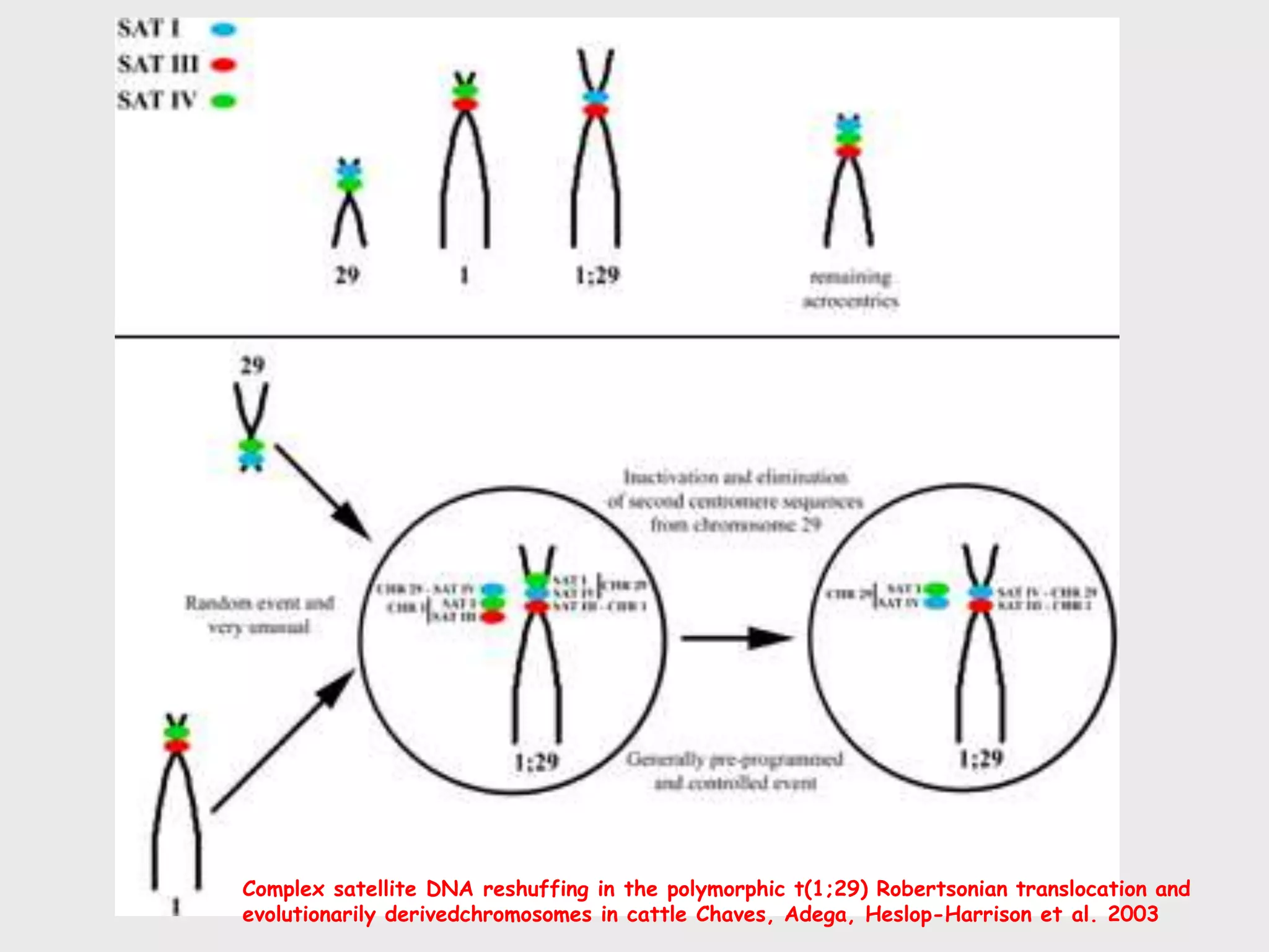 Tandem Repeats and Satellite DNA in Bovideae - Colloquium on Animal ...
