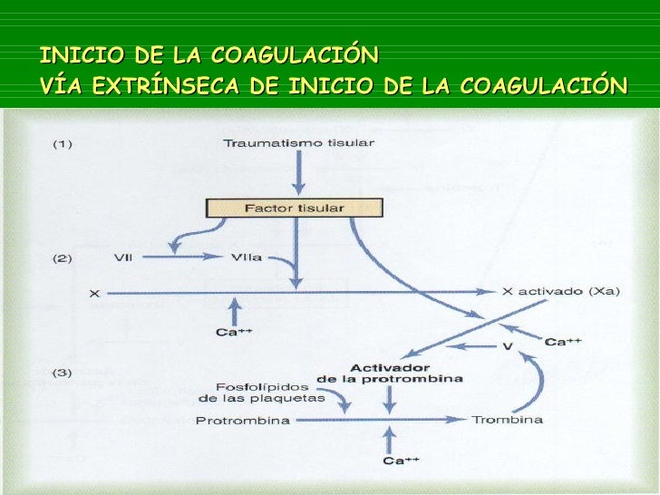 Hemostasia Y Coagulacion Sanguinea