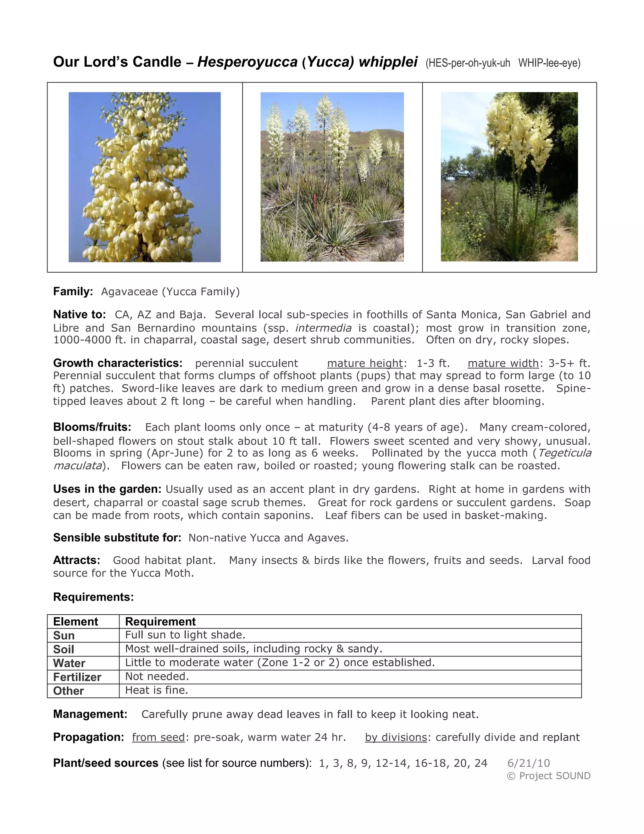 Hesperoyucca whipplei | PDF