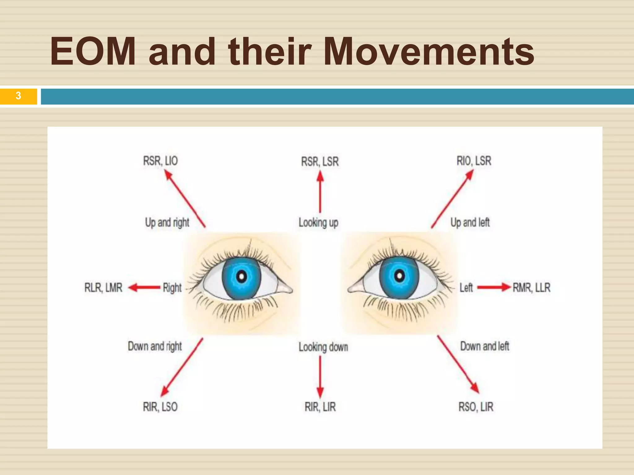 Hess chart | PPTX | Eye and Vision Conditions | Diseases and Conditions