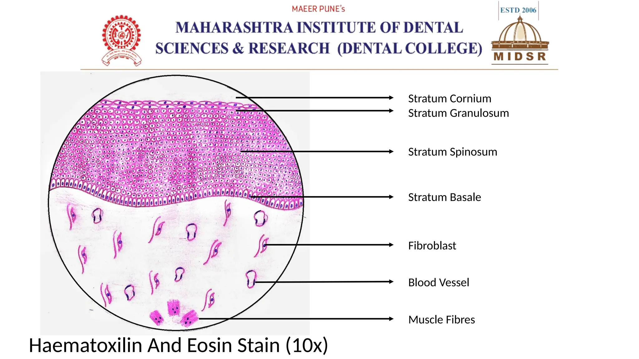 H & E Stain hematoxilin and eosin stain .pptx