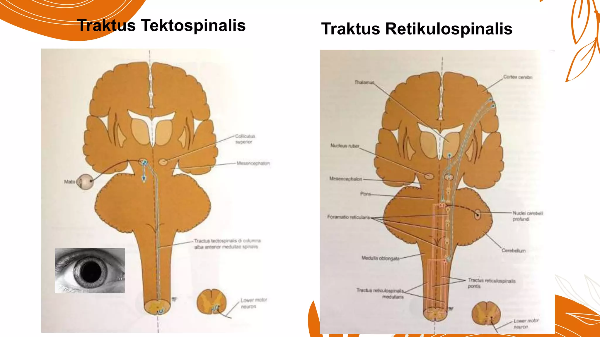 Sistem Ekstrapiramidal.pptx