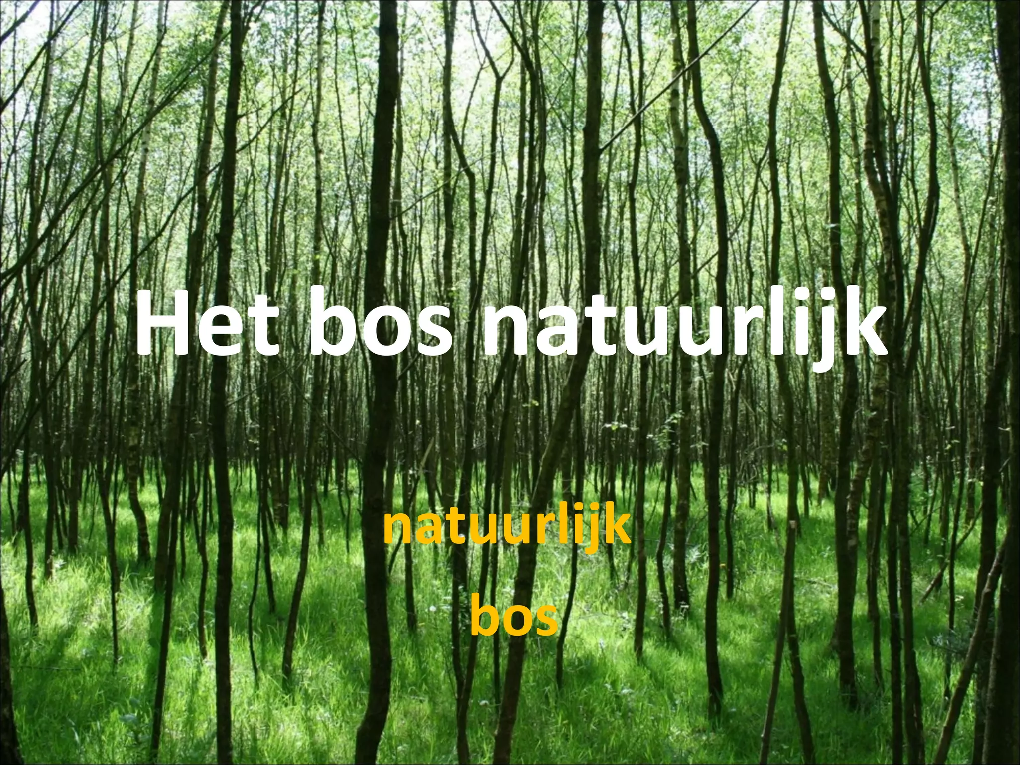 Het bos natuurlijk | PPT