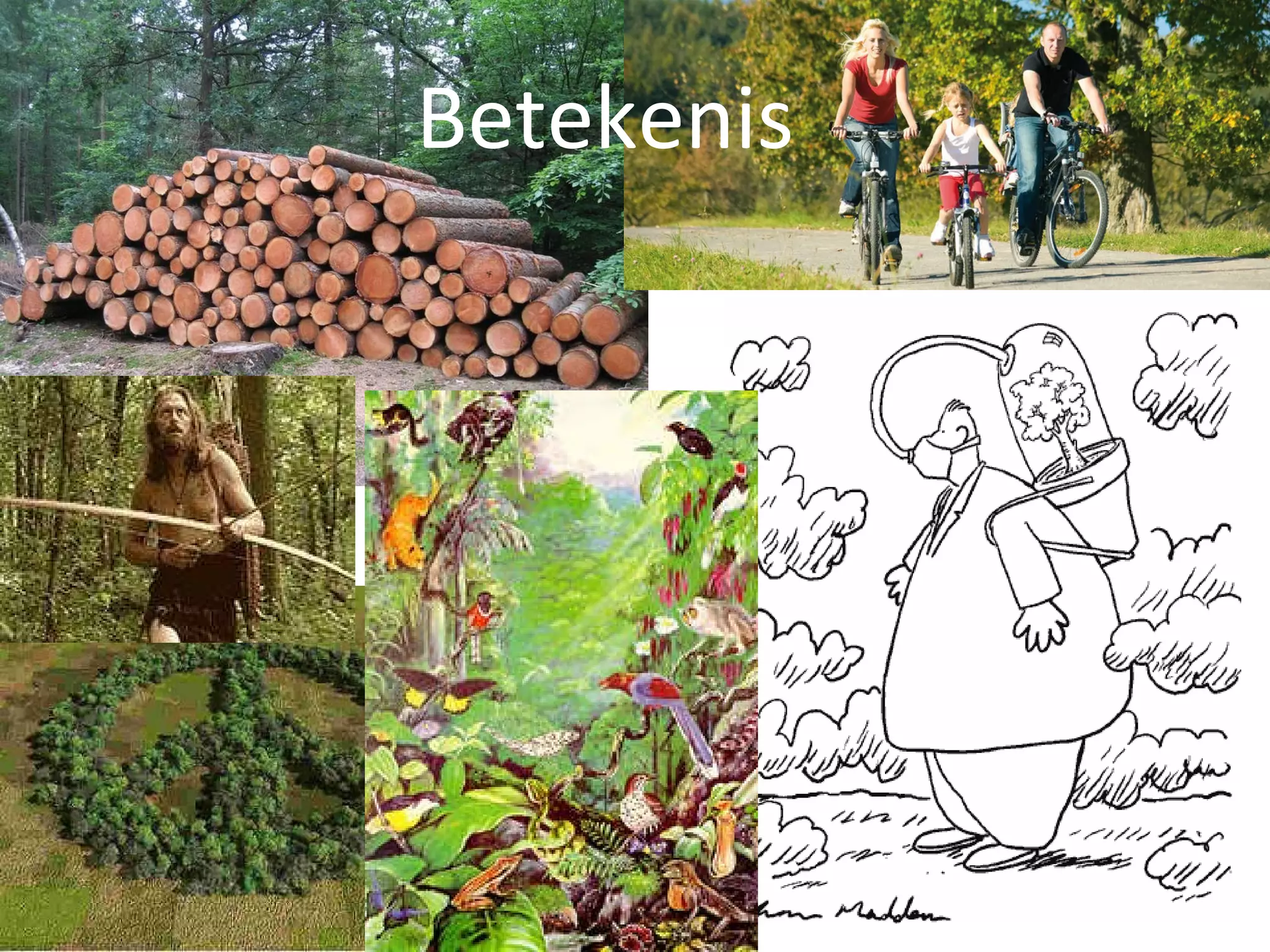 Het bos natuurlijk | PPT