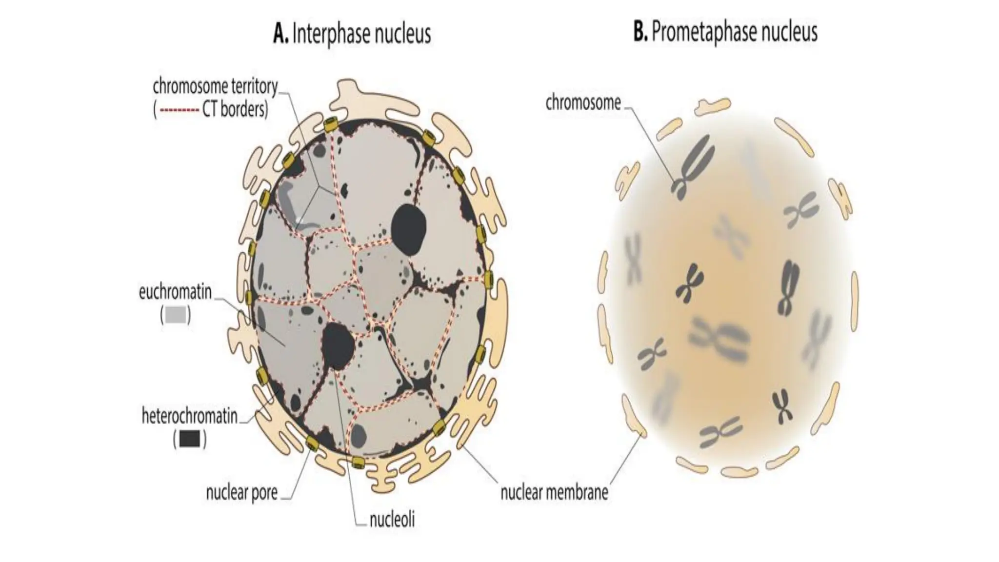 heterochromatinchromosomefullchapterppt.pdf