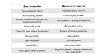 heterochromatinchromosomefullchapterppt.pdf