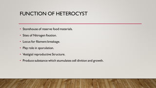 HETEROCYST.pdf