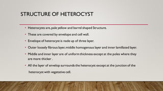 HETEROCYST.pdf