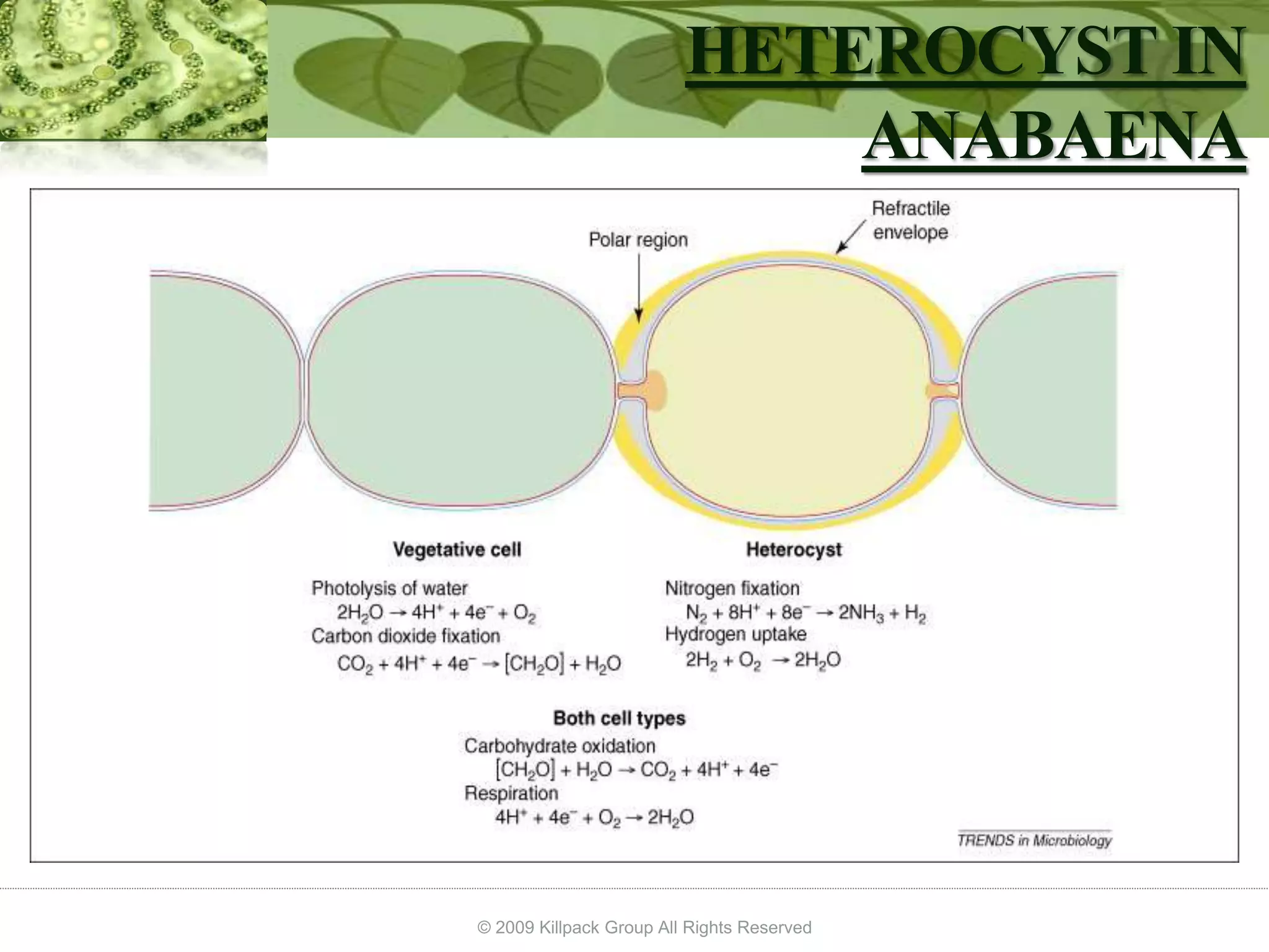 Heterocyst differentiation | PPTX