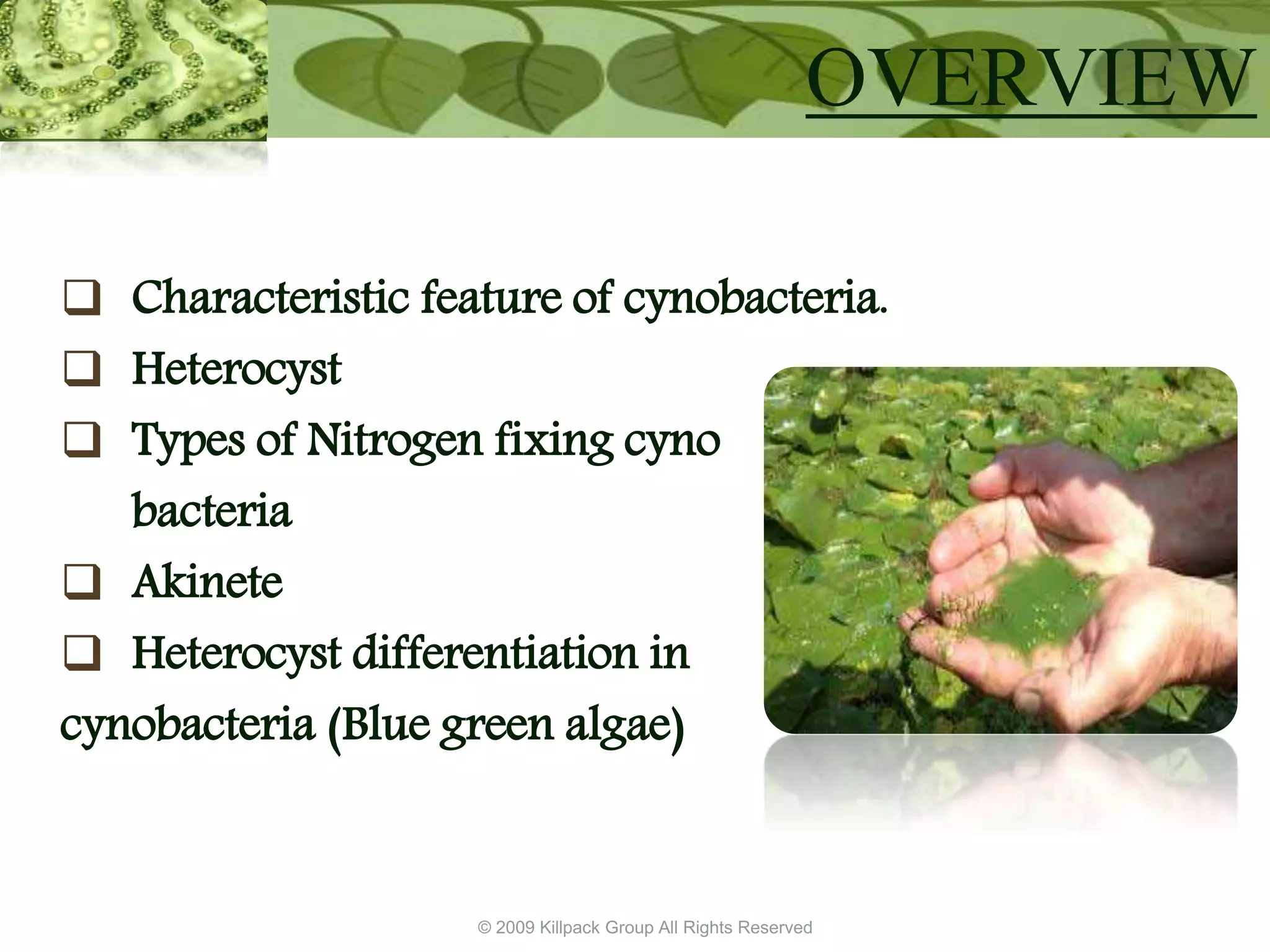 Heterocyst differentiation | PPTX
