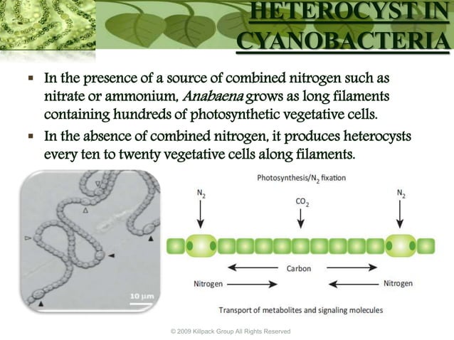 Heterocyst differentiation | PPTX