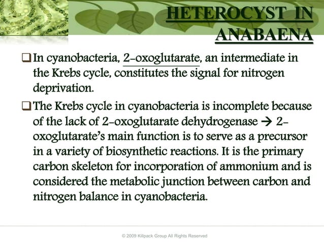 Heterocyst differentiation | PPTX