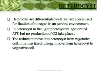 Heterocyst differentiation | PPTX